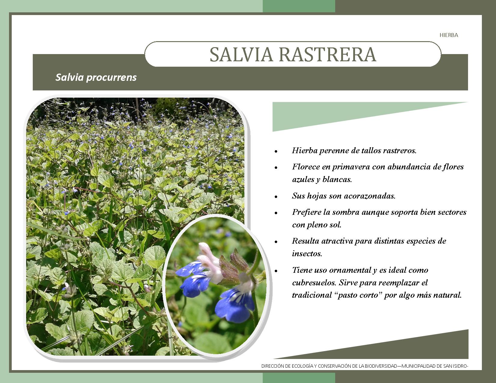 Fichas de Plantas Nativas - Dirección de Ecología y Conservación de la ...